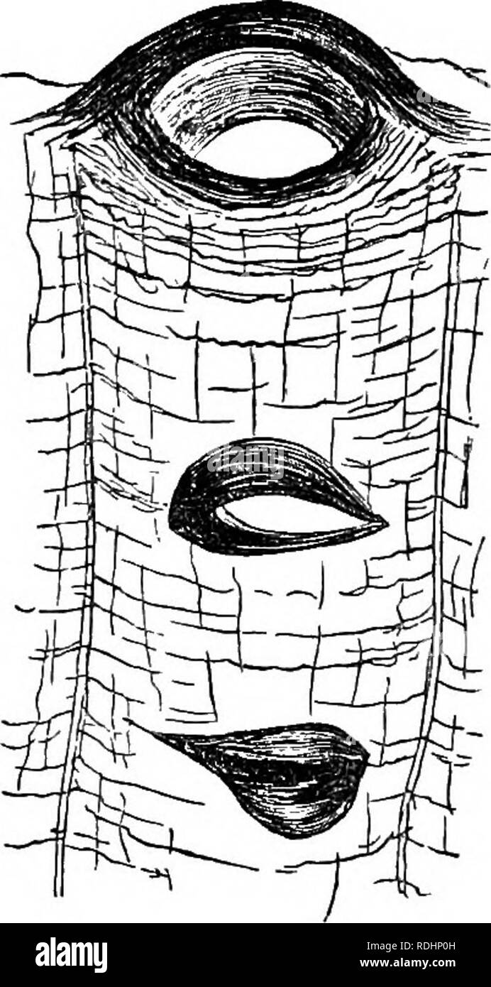 Animal cells under the microscope hi-res stock photography and images ...