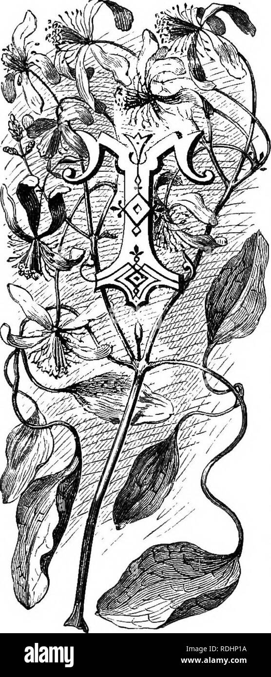 Careless weed hi-res stock photography and images - Alamy