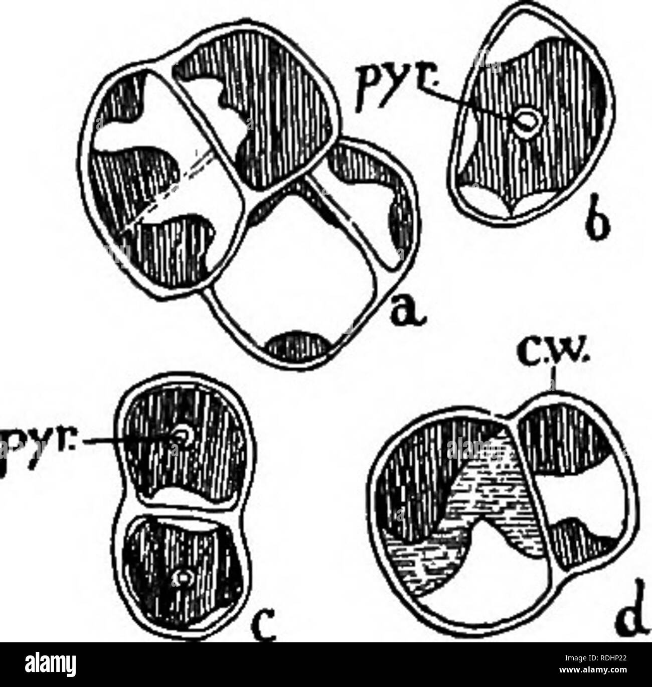 Amoeba parent Black and White Stock Photos & Images - Alamy