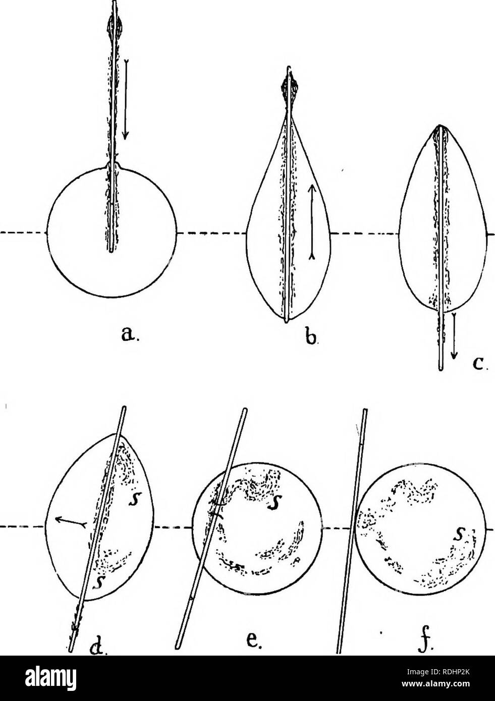 . Elements of plant biology. Plant physiology. 70 PROTOPLASM AND THE ...