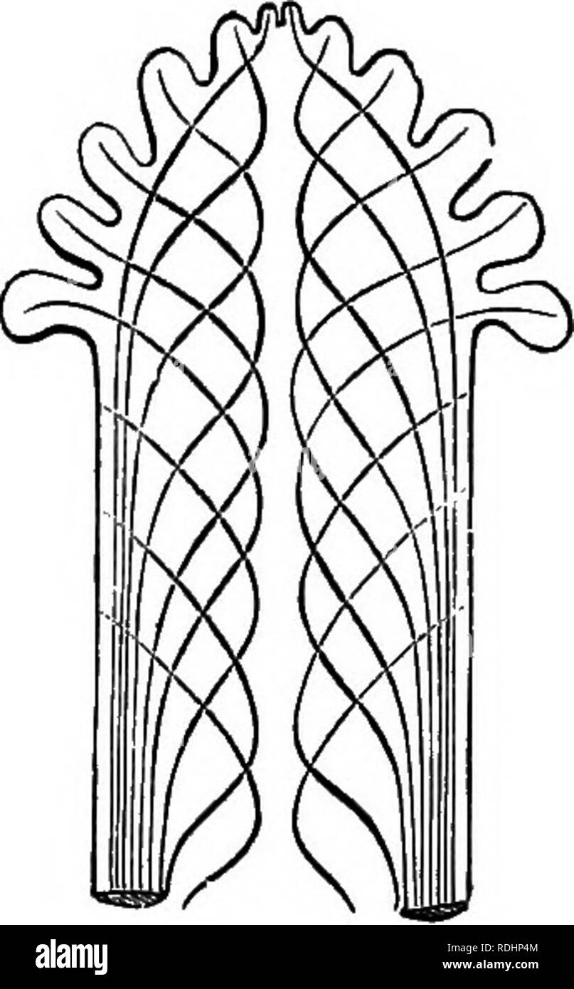 Leaf section under the microscope Black and White Stock Photos & Images ...