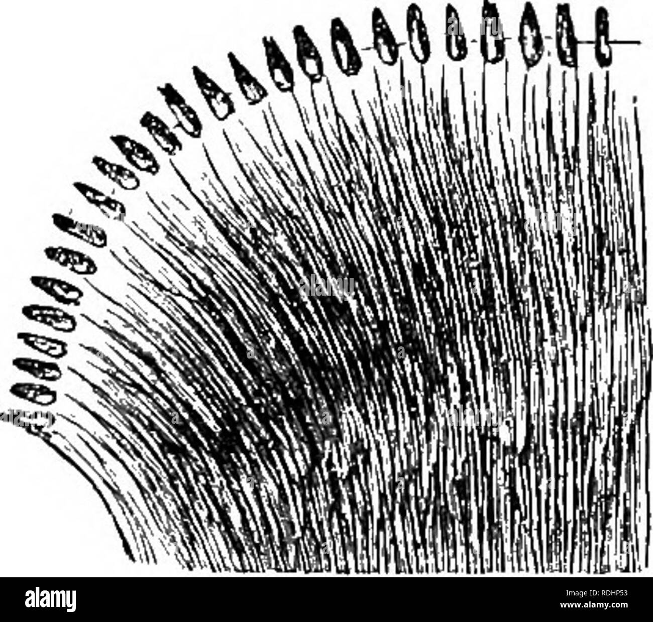 Water under microscope Black and White Stock Photos & Images - Alamy