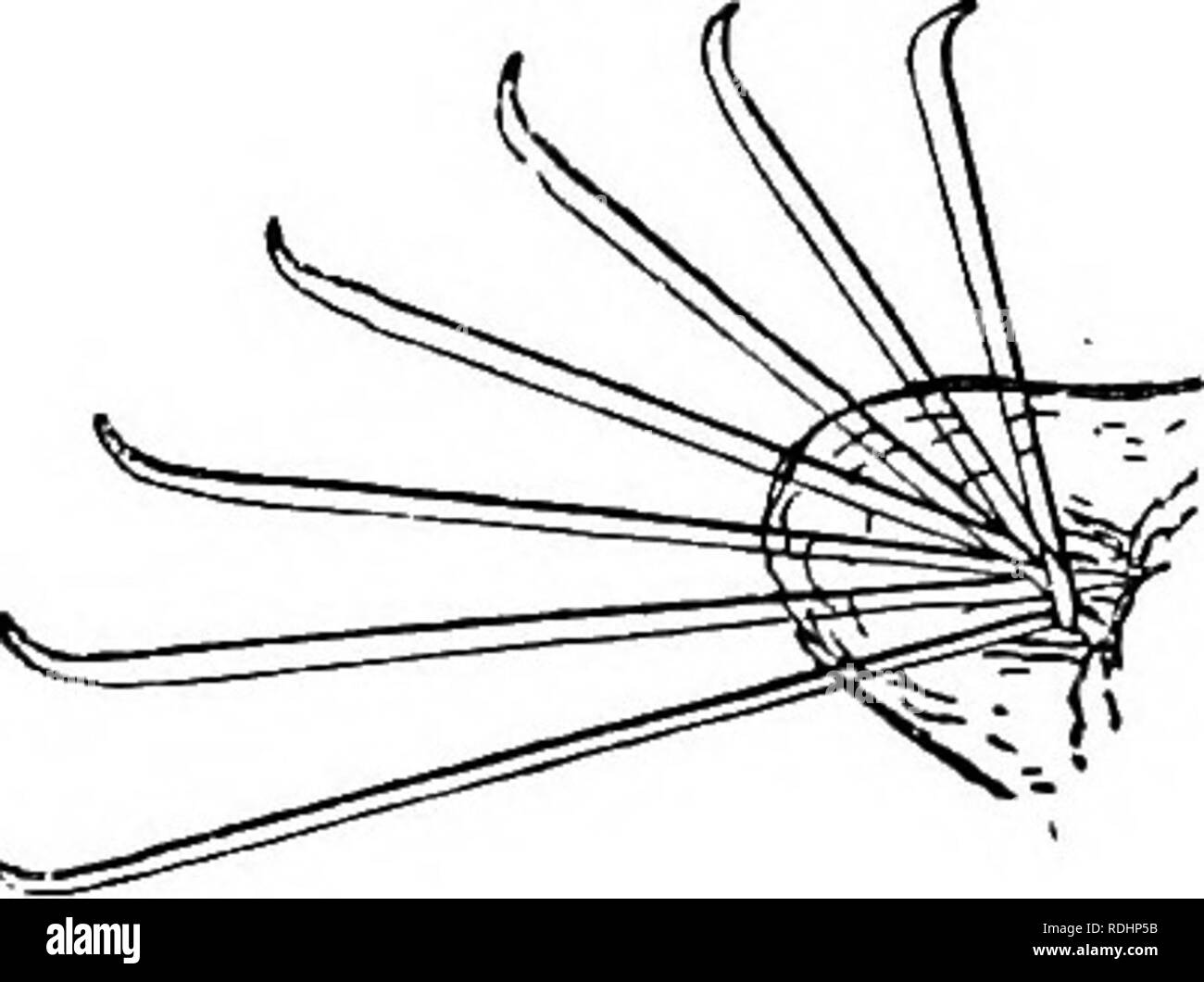 . Evenings at the microscope : or, Researches among the minuter organs ...
