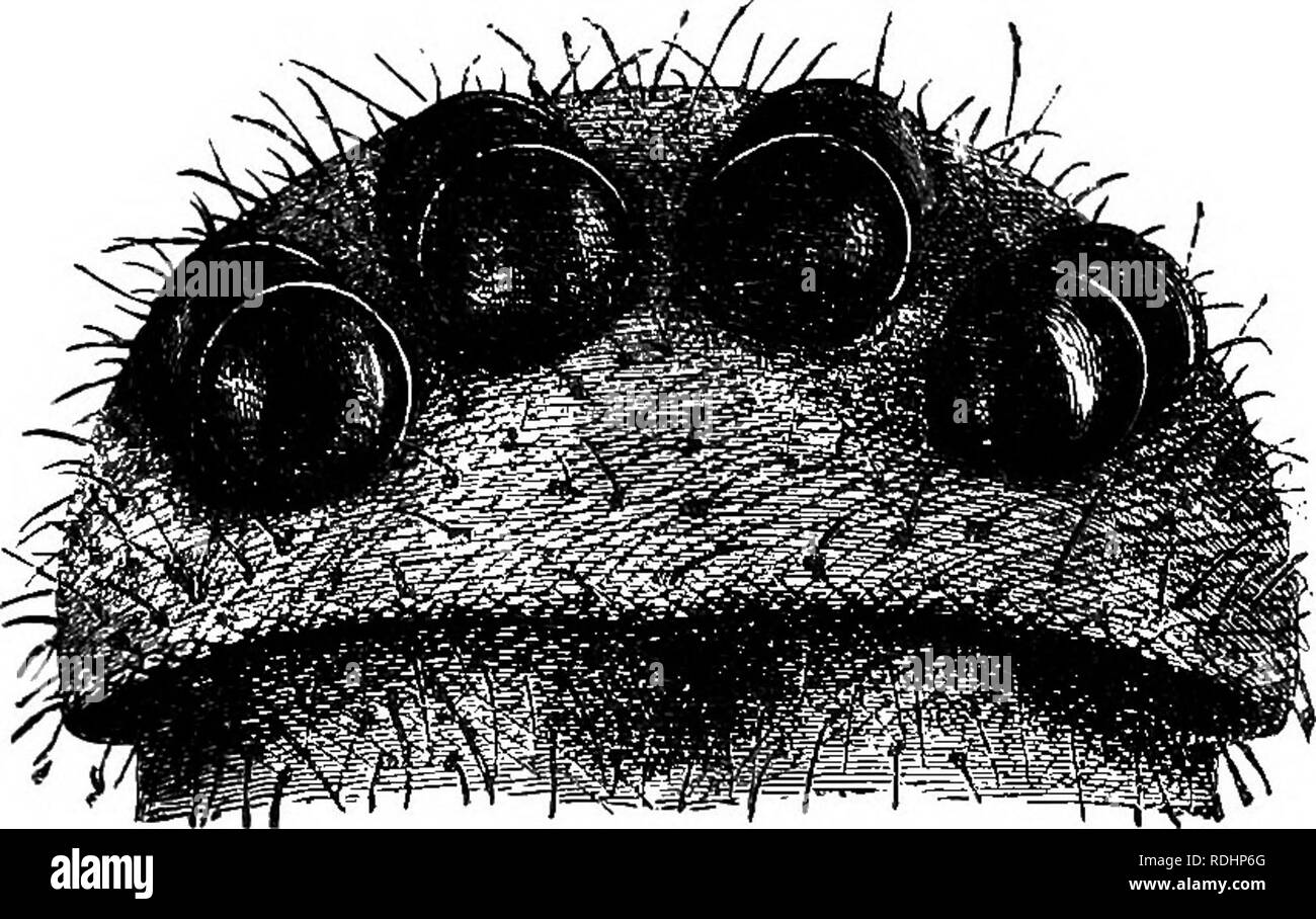 Pellucid Black and White Stock Photos & Images - Alamy