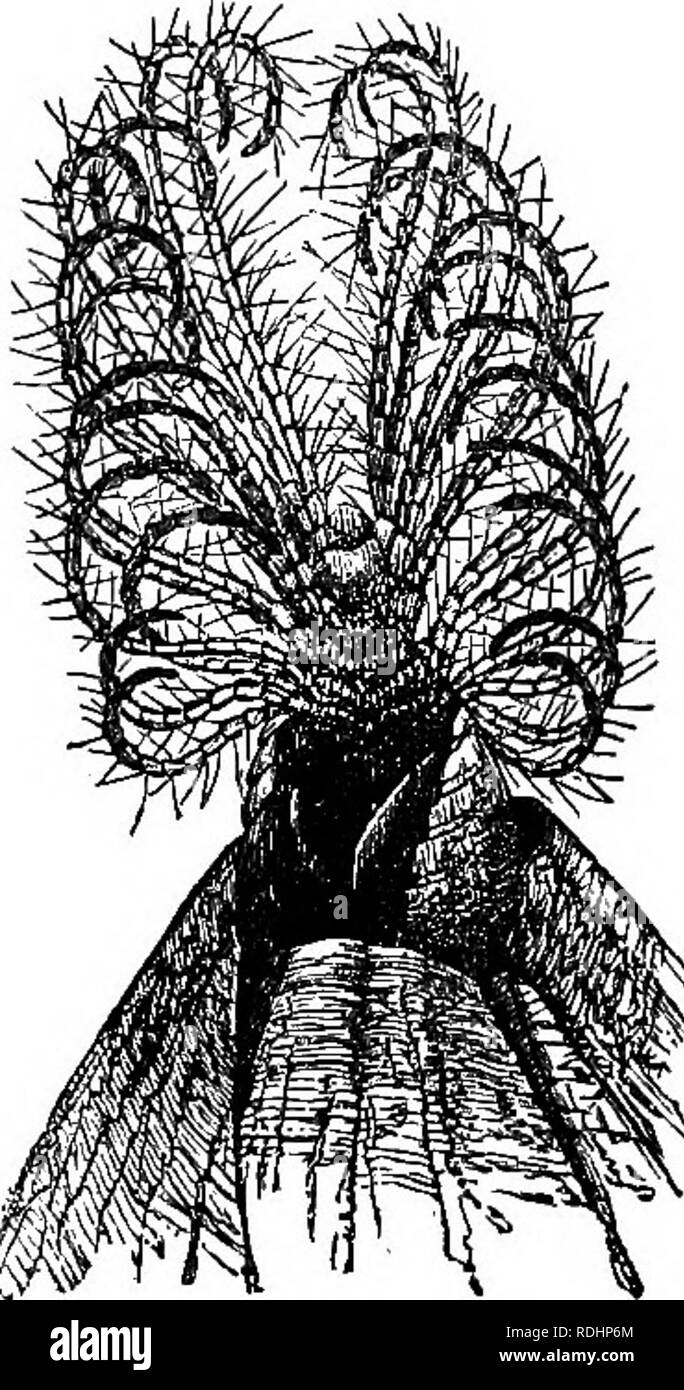 . Evenings at the microscope : or, Researches among the minuter organs ...