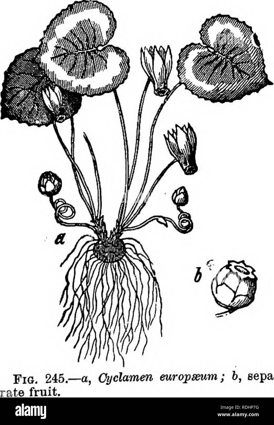 Plant instinct Black and White Stock Photos & Images - Alamy