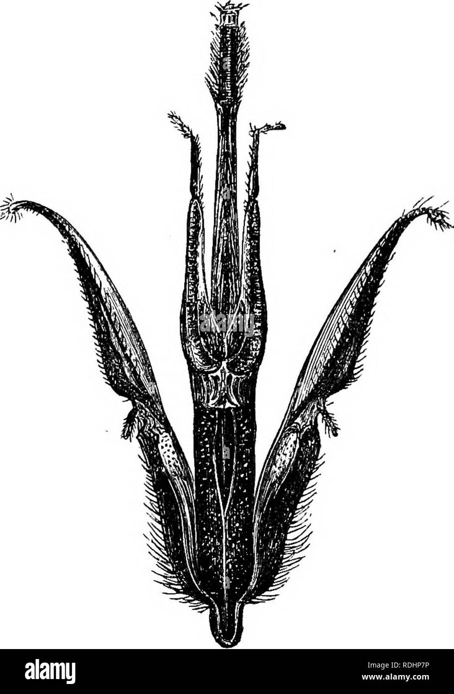 Pulpy animal hi-res stock photography and images - Alamy