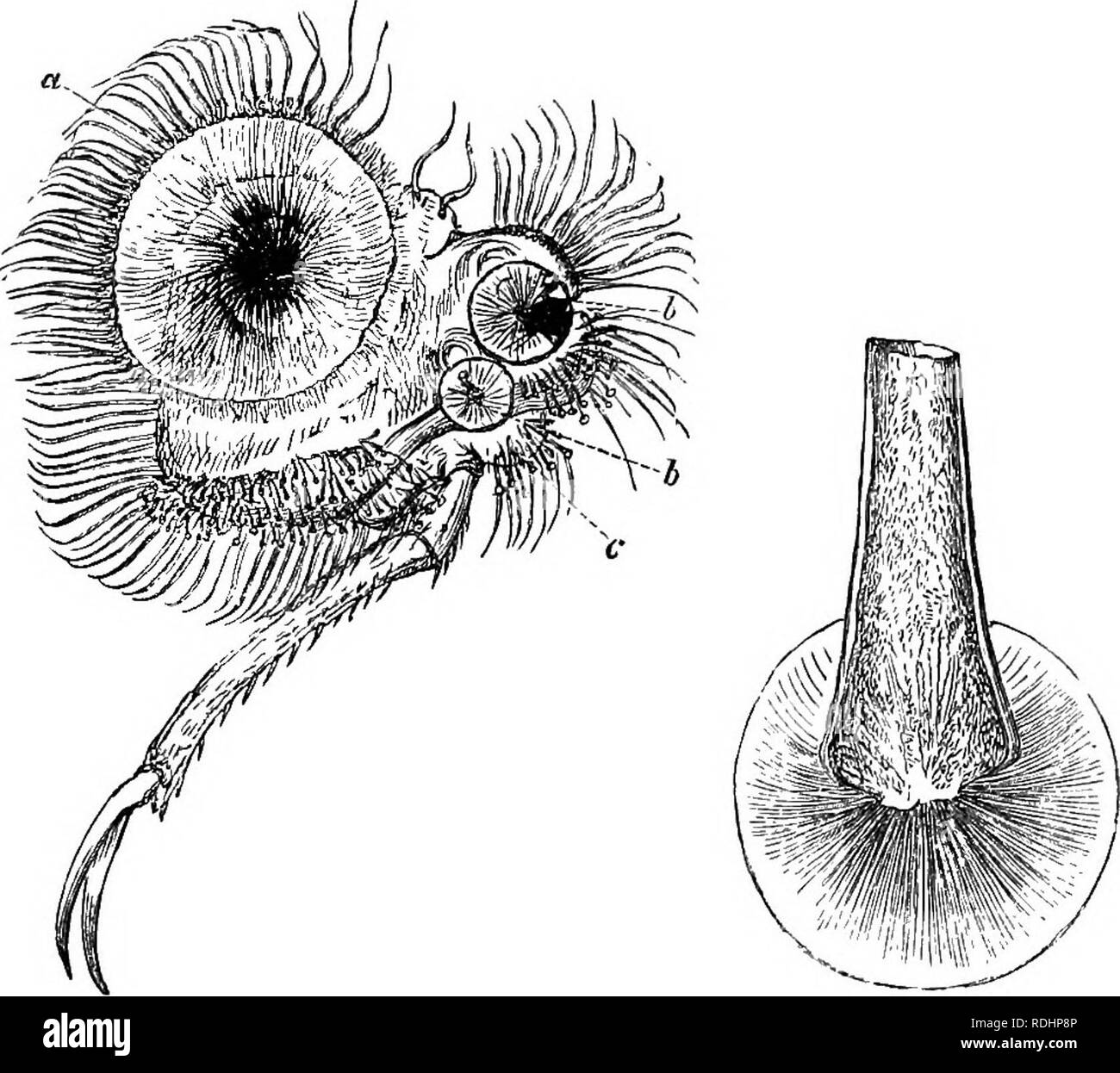 How to hold a microscope Cut Out Stock Images & Pictures - Alamy