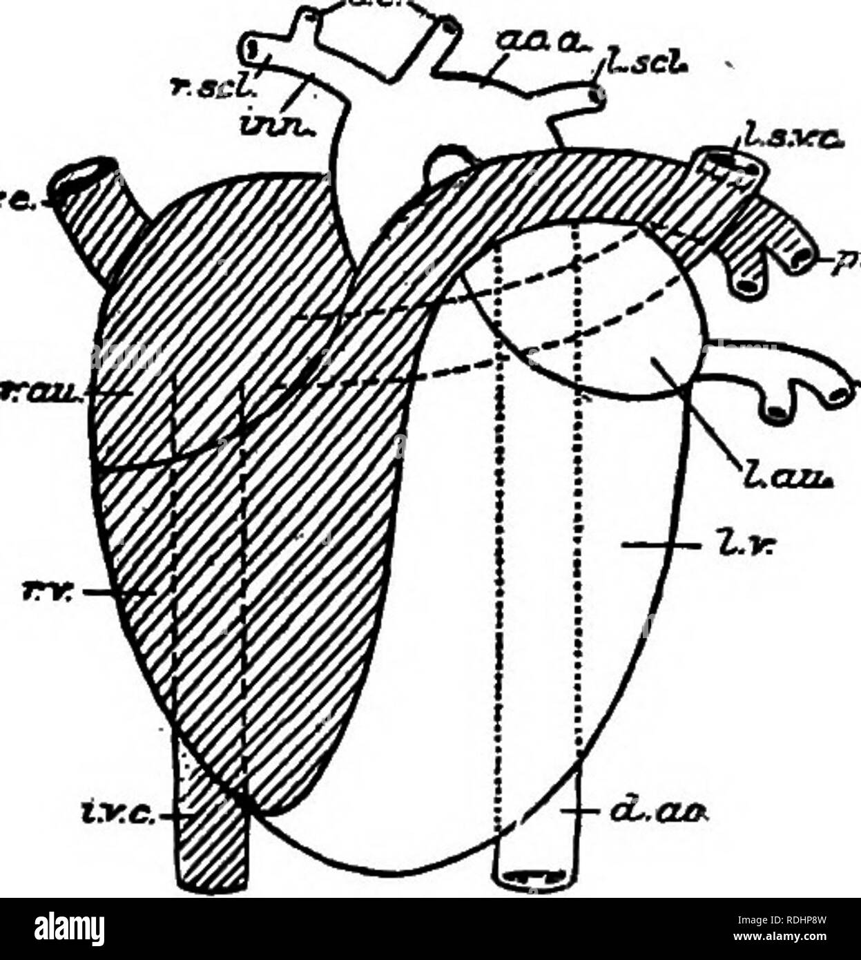 . A manual of elementary zoology . Zoology. 586 APPENDIX Remove the ...