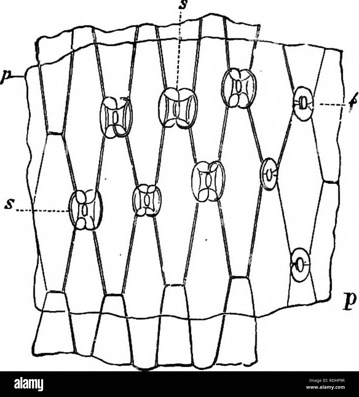 L seaweed Black and White Stock Photos & Images - Alamy