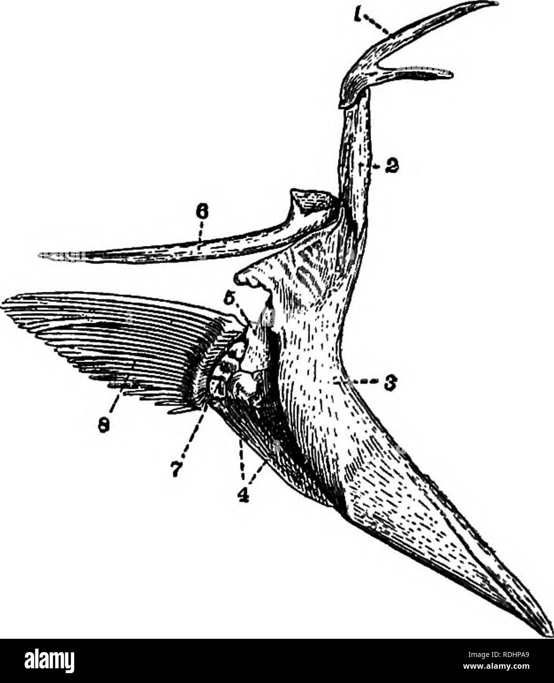 Lizard with half a tail hi-res stock photography and images - Alamy