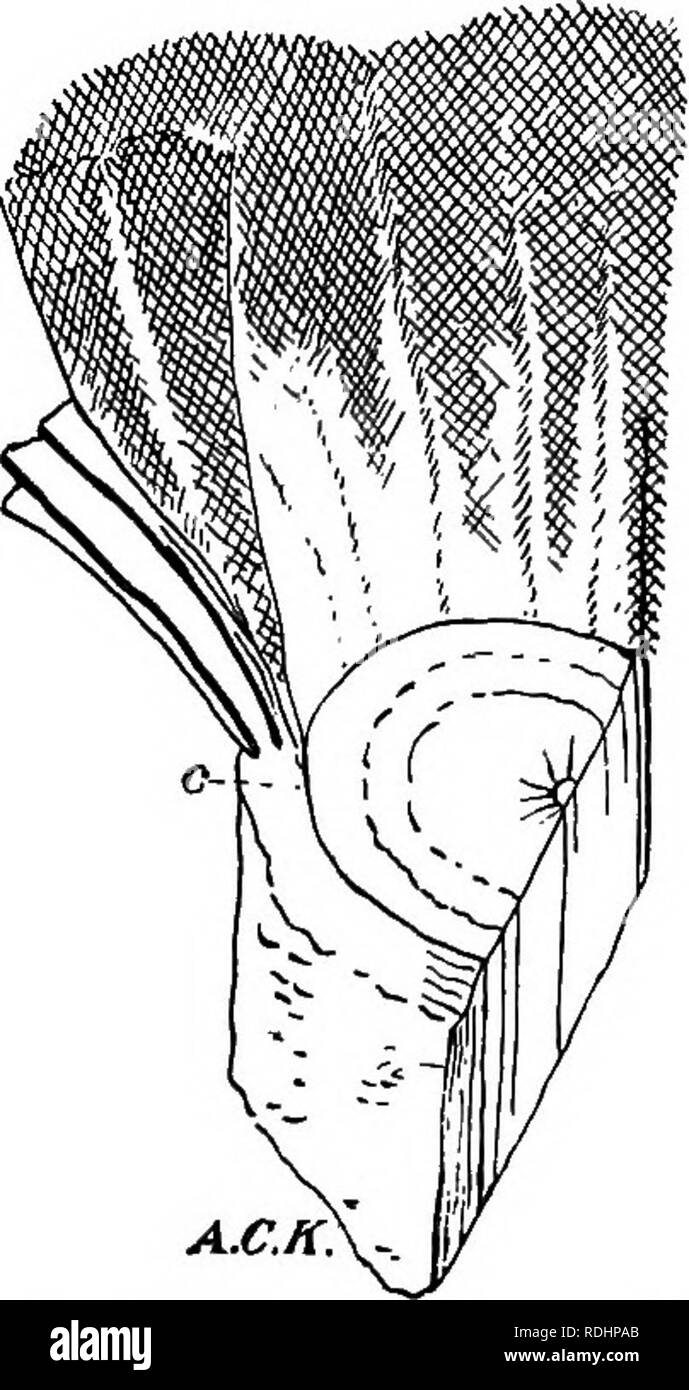 Cellular structure of cork hi-res stock photography and images - Alamy