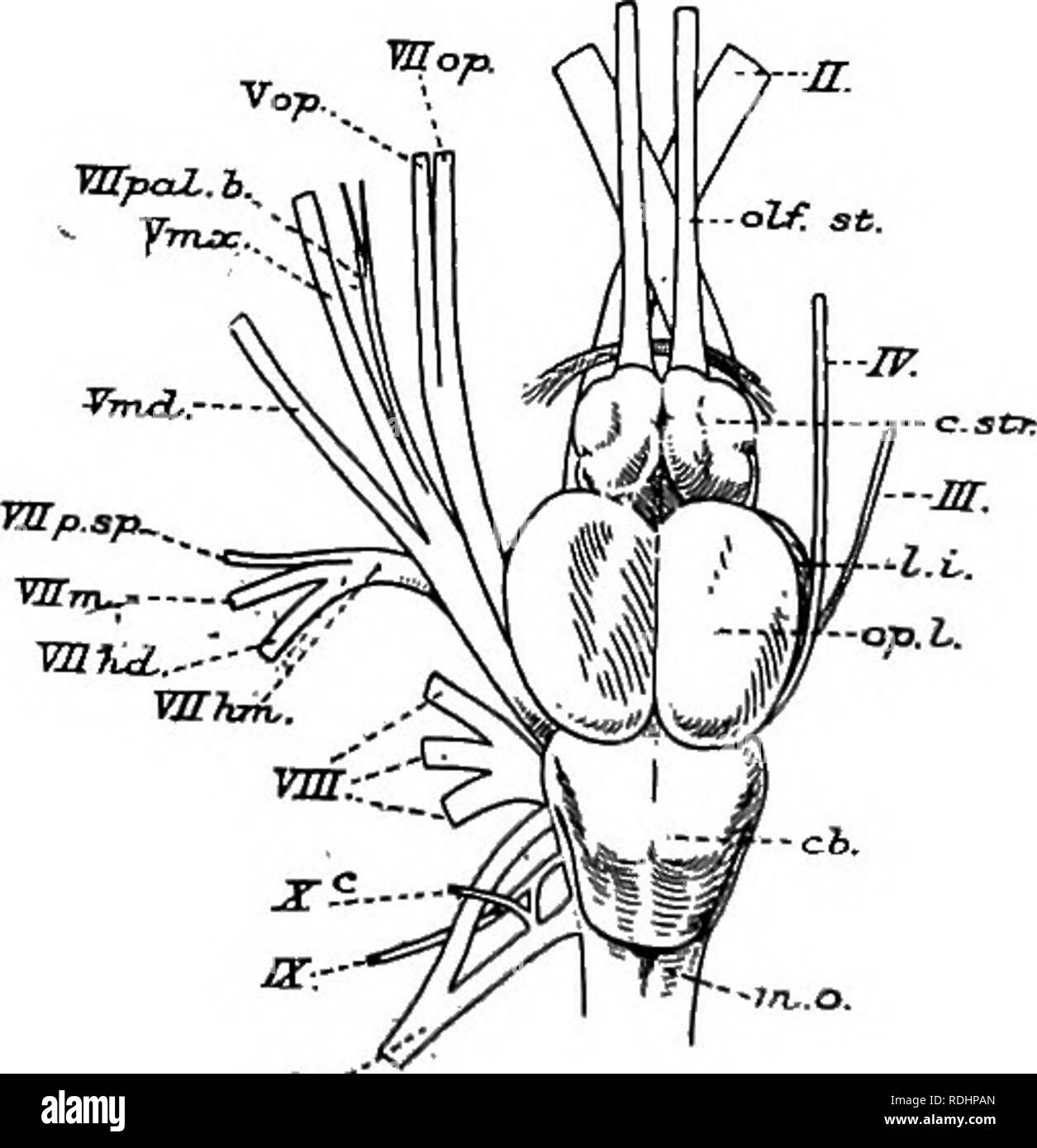 . A manual of elementary zoology . Zoology. Fig. 409.—A semi ...