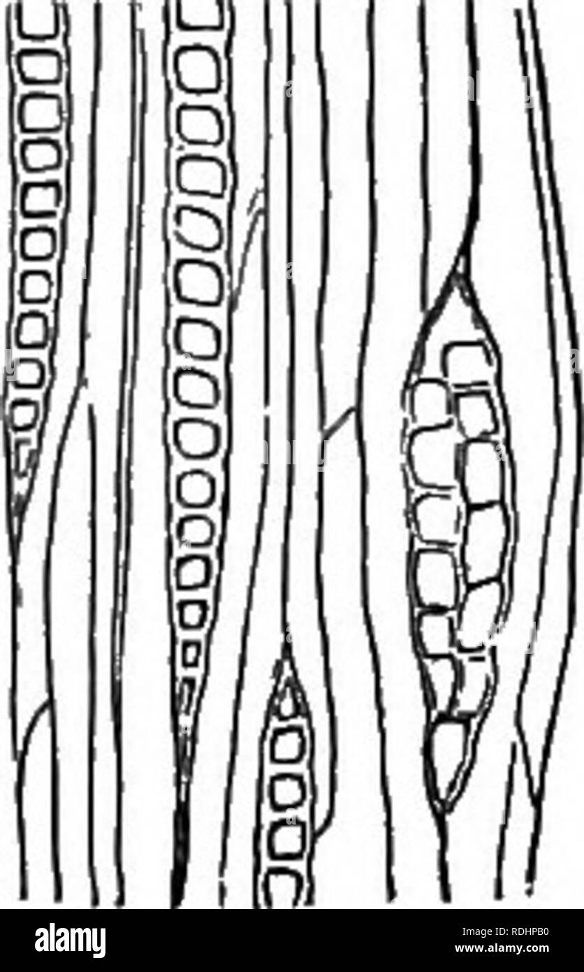 Hollow plant stem Black and White Stock Photos & Images - Alamy