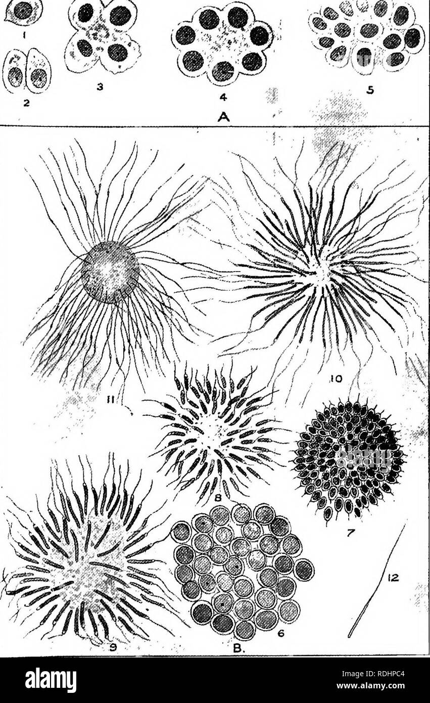 Earthworm Head Under Microscope