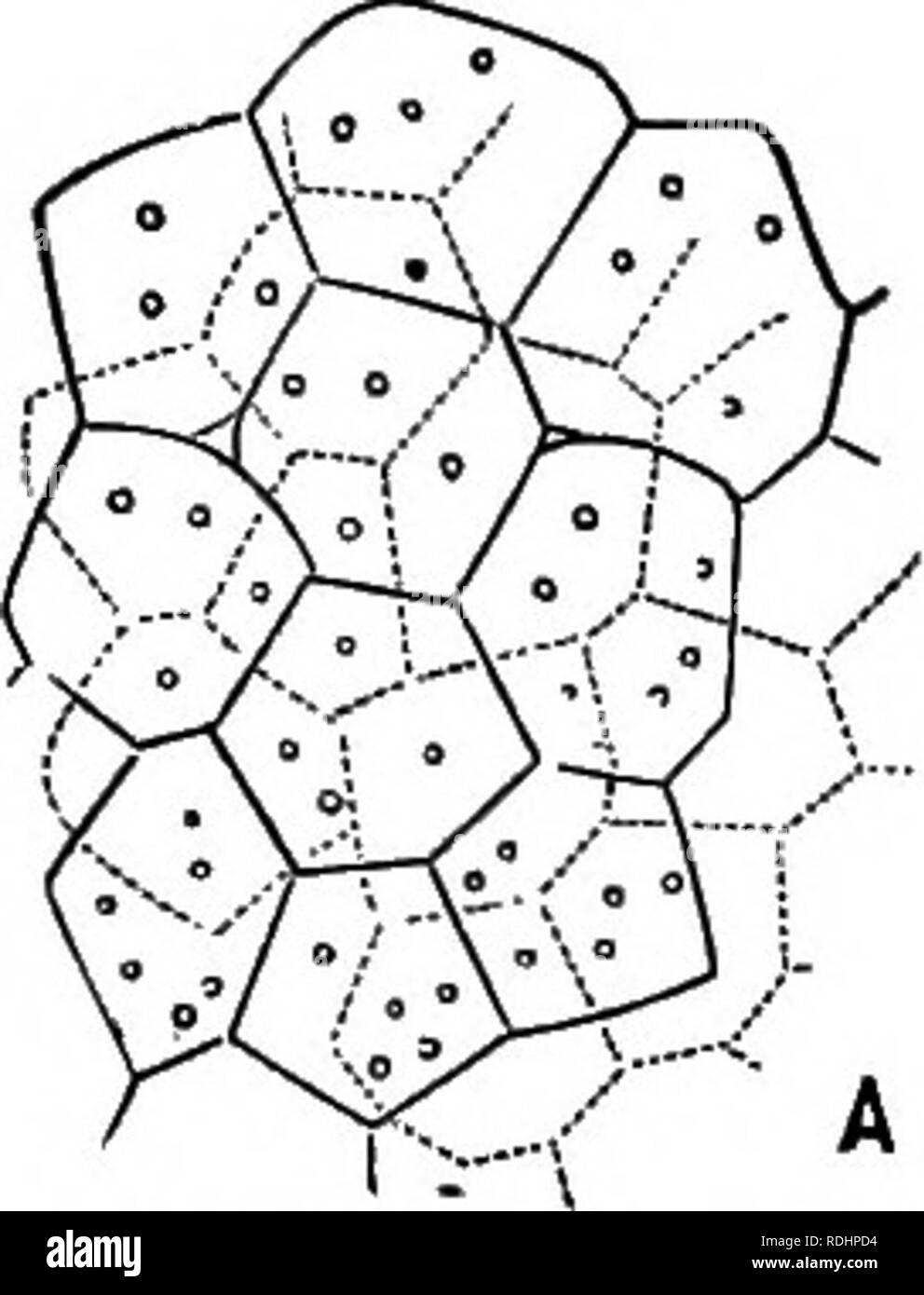 Hexagonal plant Black and White Stock Photos & Images - Alamy