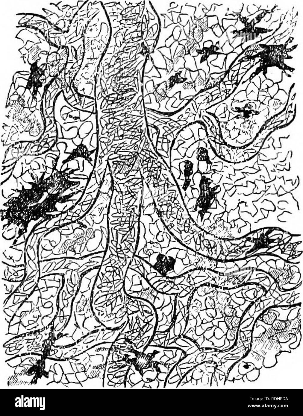 Veins arteries microscope hi-res stock photography and images - Alamy