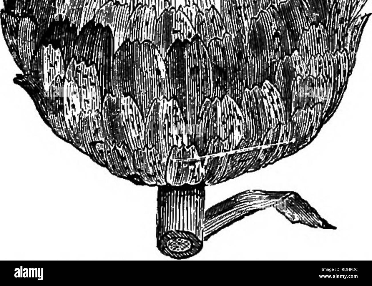 Sea buckthorn flower Black and White Stock Photos & Images - Alamy