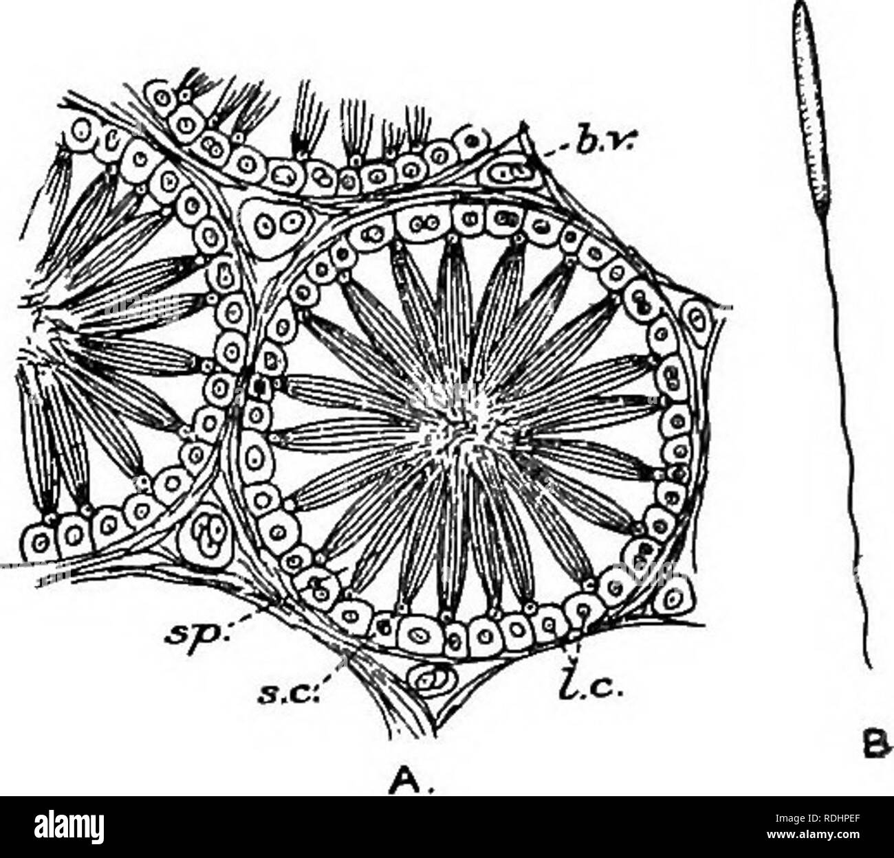 . A manual of elementary zoology . Zoology. 5& o APPENDIX chiasma ...