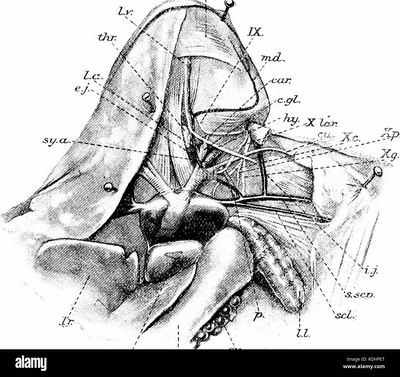 . A manual of elementary zoology . Zoology. APPENDIX 559 iliac arteries ...