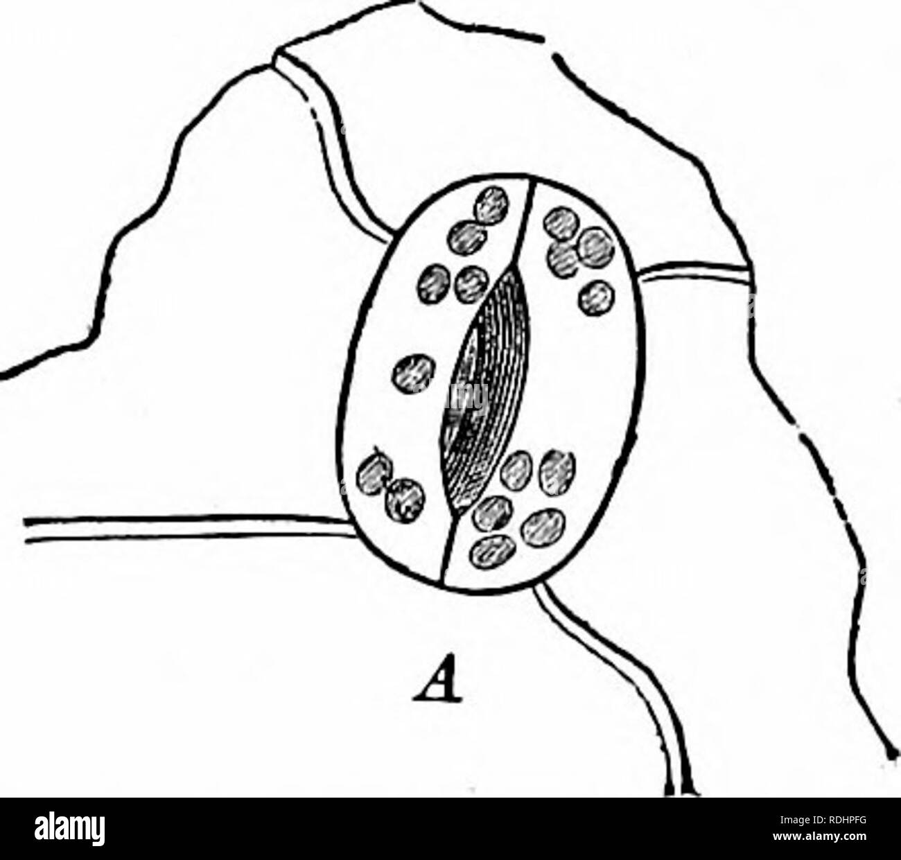 Water storing plant Black and White Stock Photos & Images - Alamy