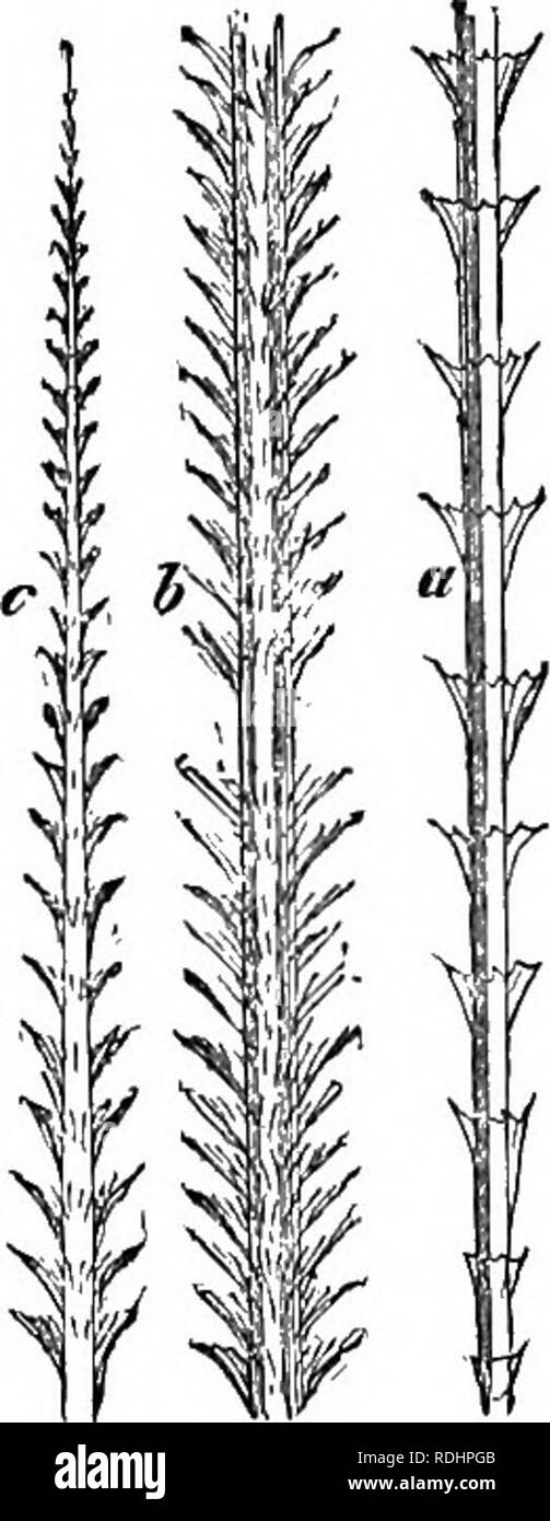 Needle like structure hi-res stock photography and images - Alamy