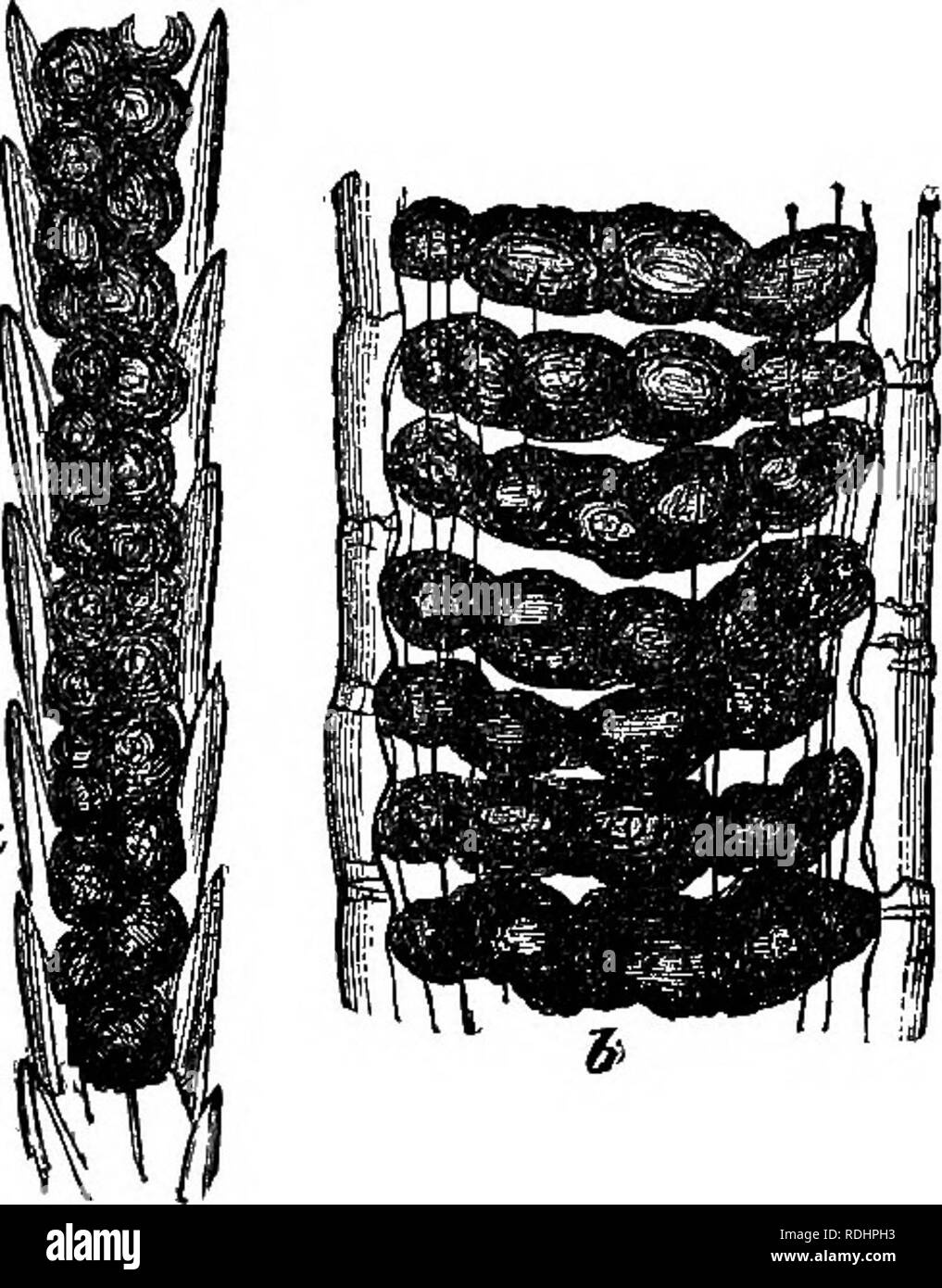 Animal cells light microscope hi-res stock photography and images - Alamy