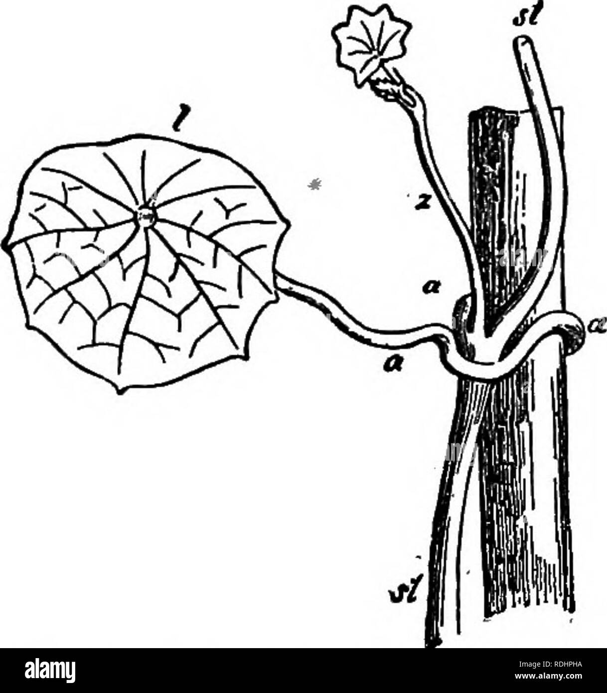 . Outlines of plant life : with special reference to form and function ...