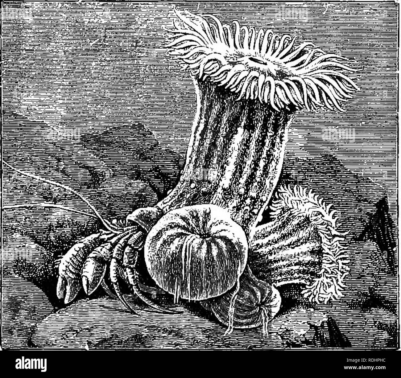 Hermit crabs Black and White Stock Photos & Images - Alamy