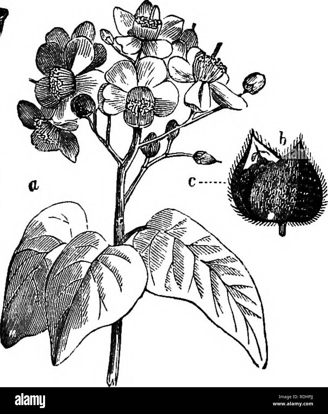 Seaweed pod Black and White Stock Photos & Images - Alamy