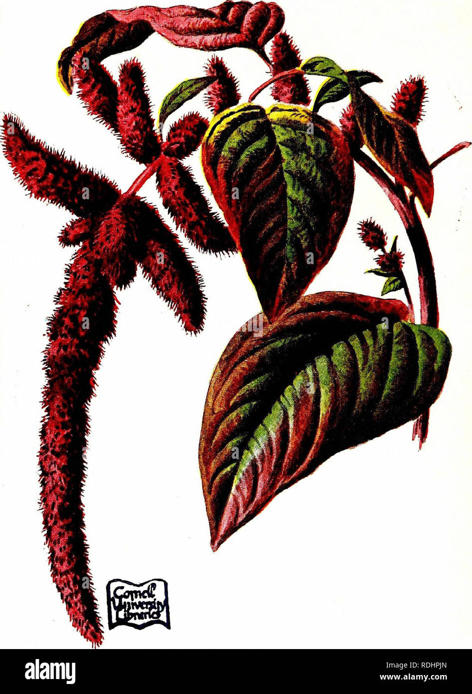 . Familiar garden flowers . Flowers; Plants, Ornamental; Floriculture ...