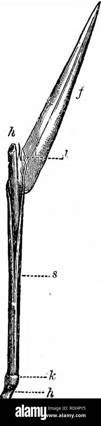 . Outlines of plant life : with special reference to form and function ...