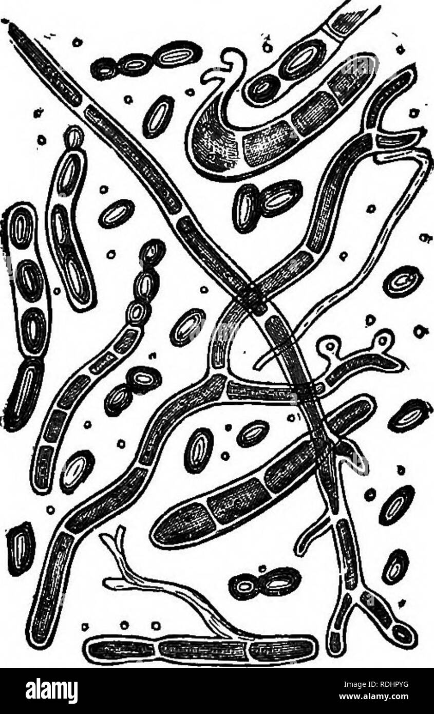 . Animal and vegetable parasites of the human skin and hair. Medical ...