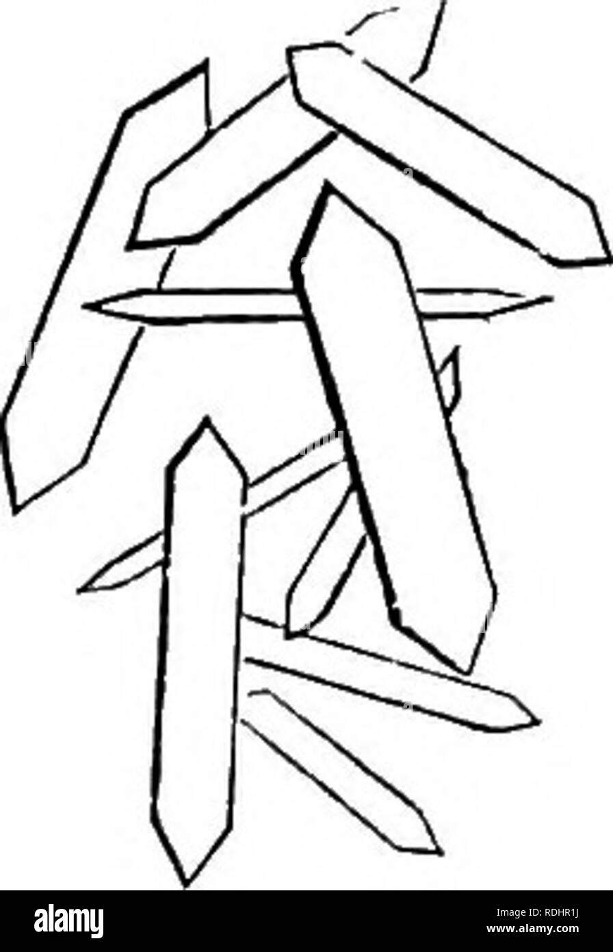 Microscope fish scales hi-res stock photography and images - Alamy