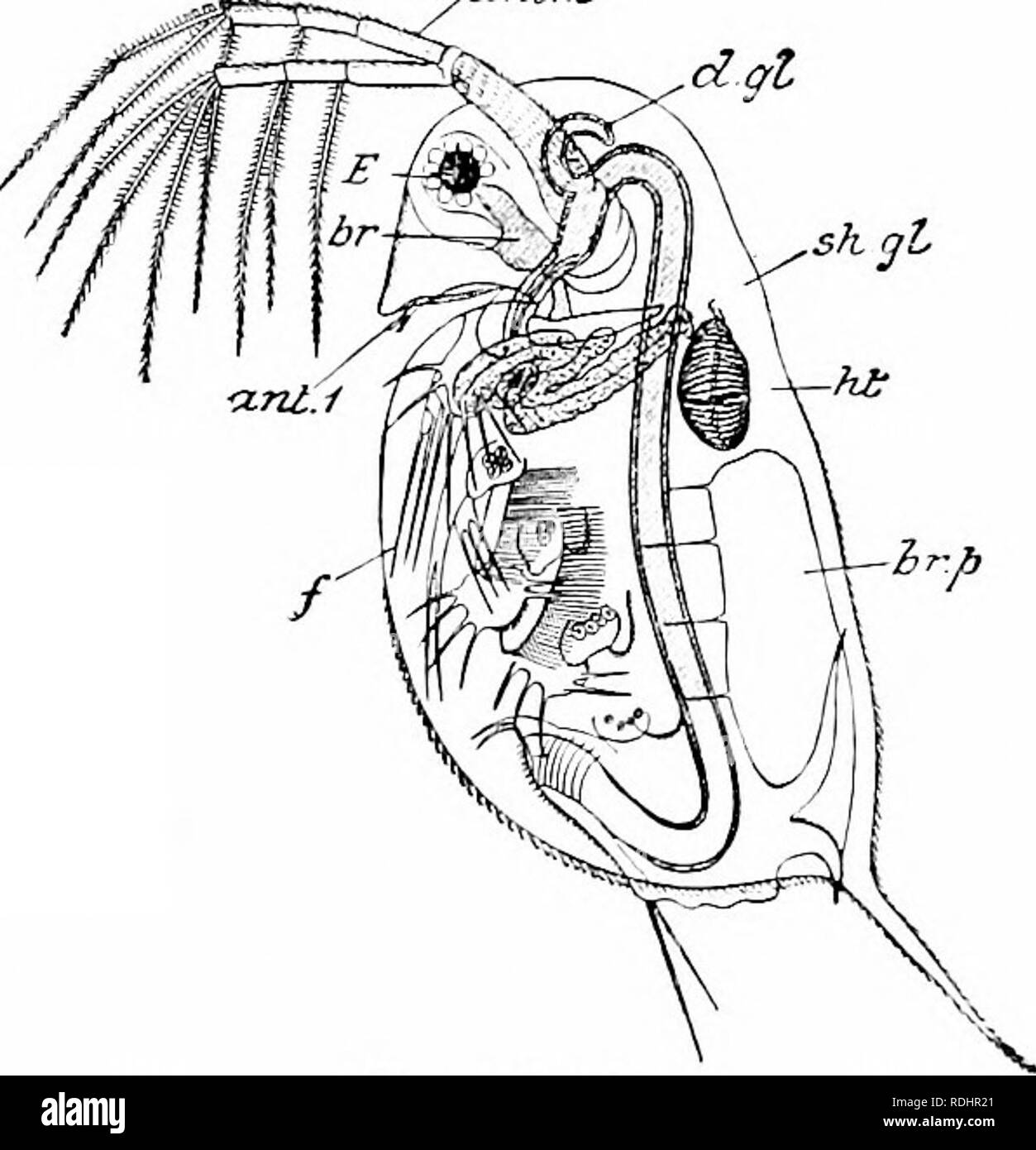 Cyclops genus hi-res stock photography and images - Alamy