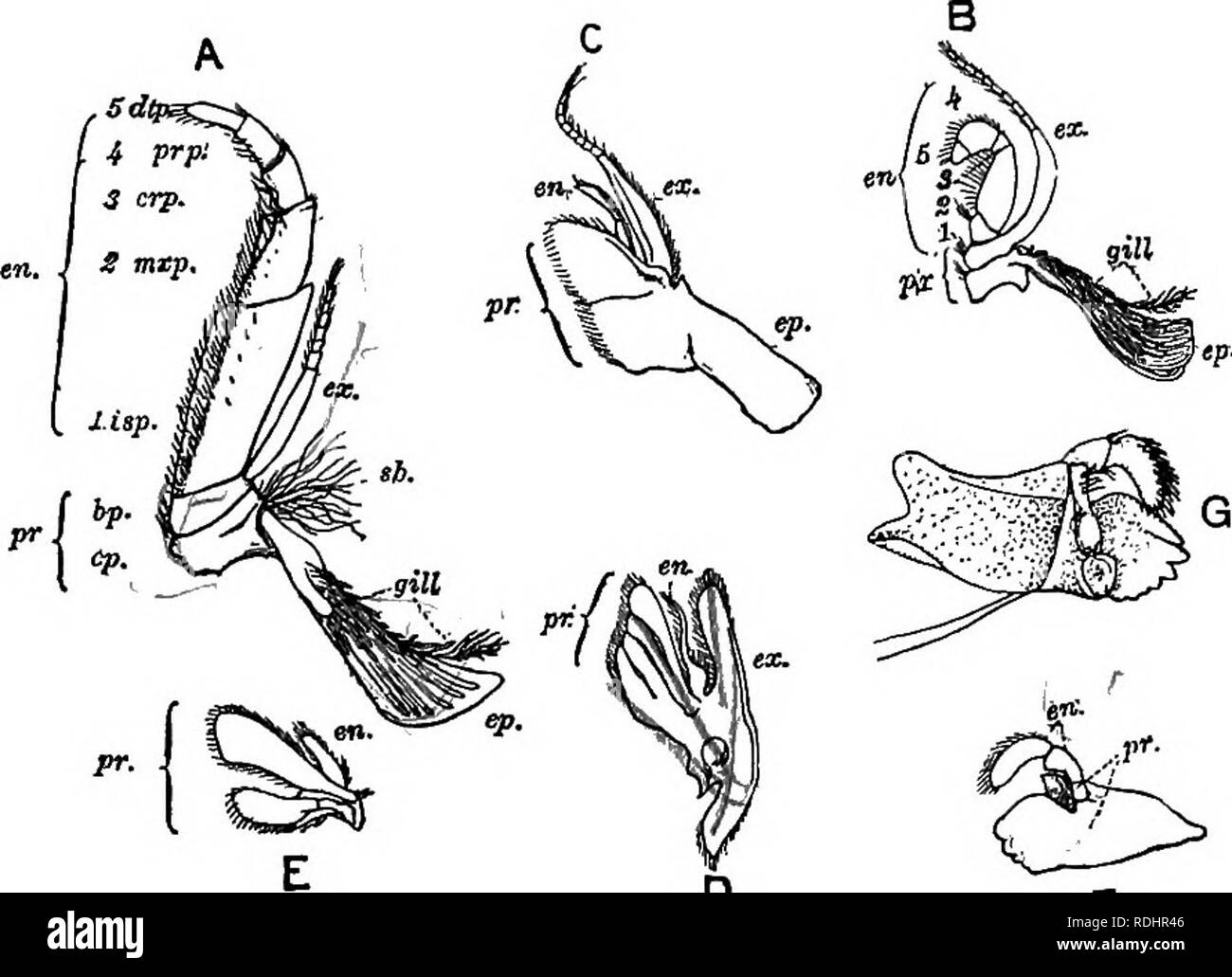 Maxilliped Cut Out Stock Images & Pictures - Alamy