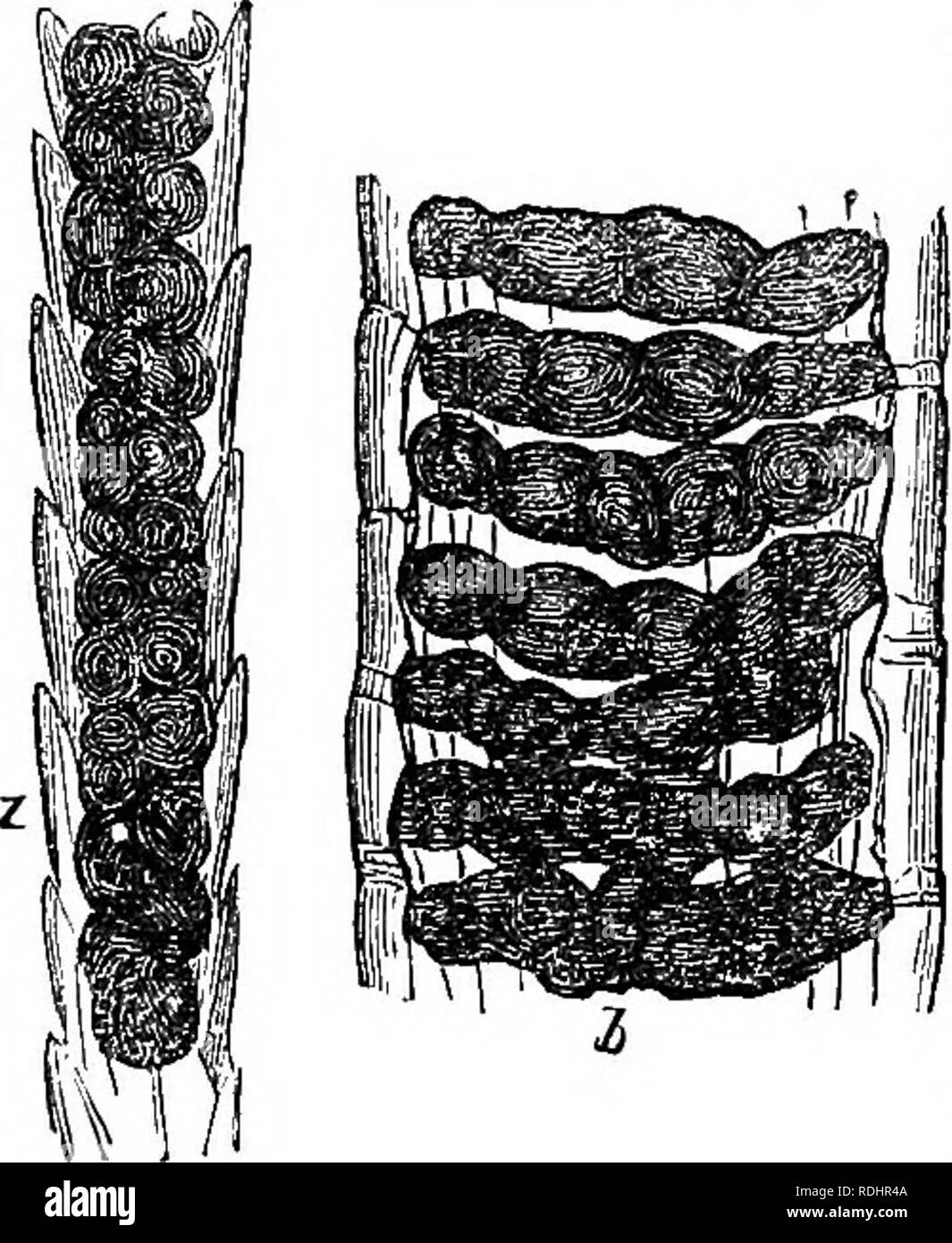 Animal cells light microscope hi-res stock photography and images - Alamy