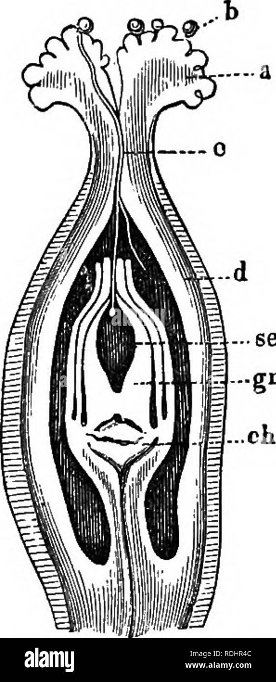 Polypetalous High Resolution Stock Photography and Images - Alamy