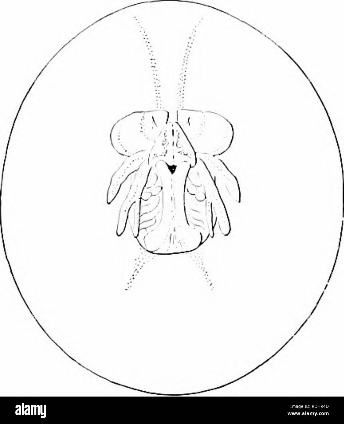 Crayfish tail egg hi-res stock photography and images - Alamy