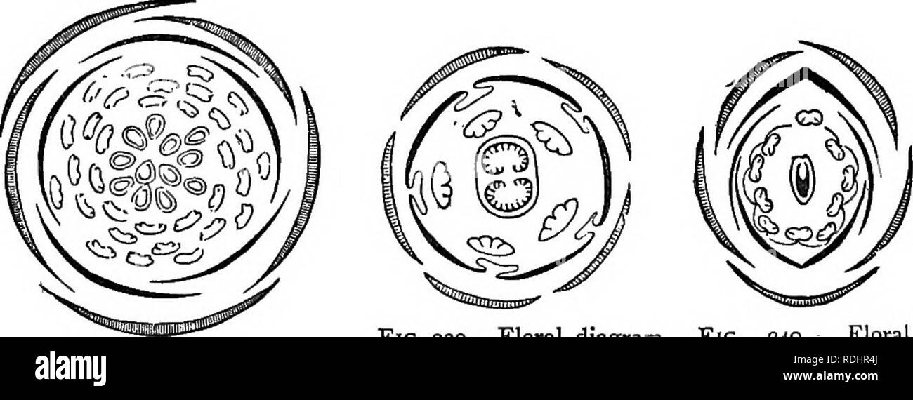 Gynophore hi-res stock photography and images - Alamy