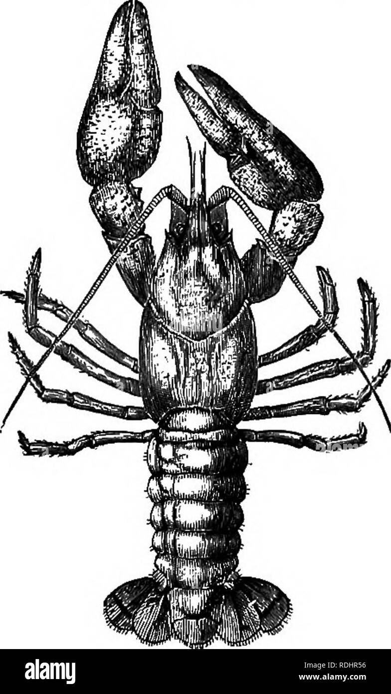 Segmented body armour Black and White Stock Photos & Images - Alamy