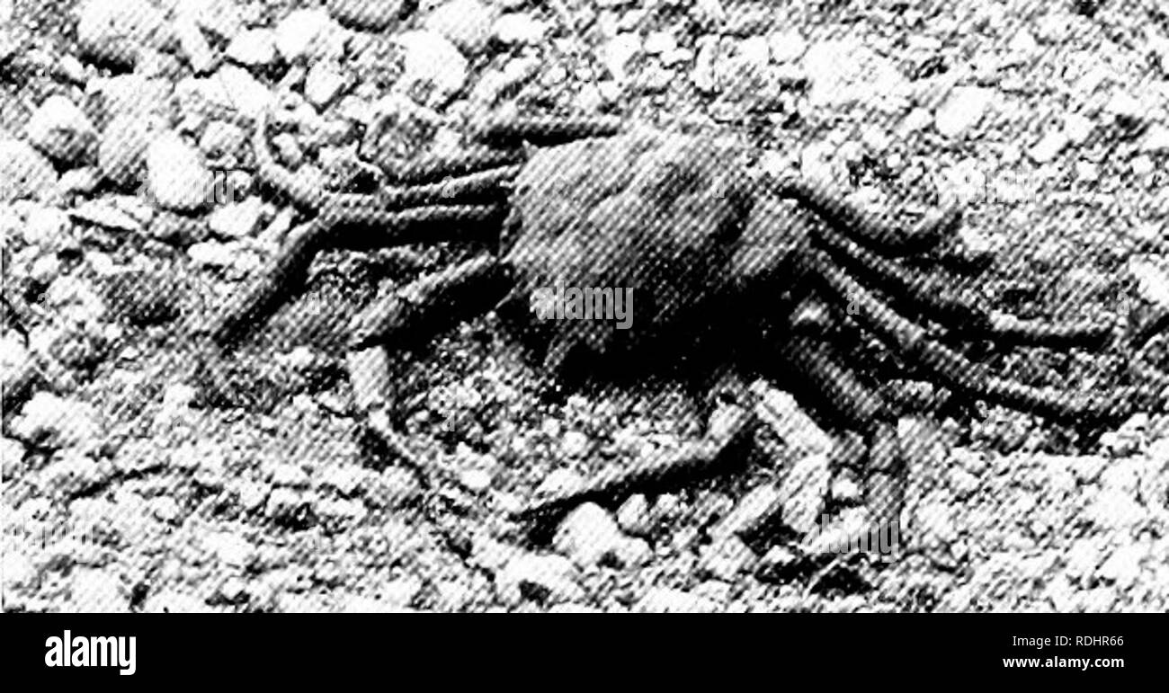 . Elements of zoology, to accompany the field and laboratory study of ...