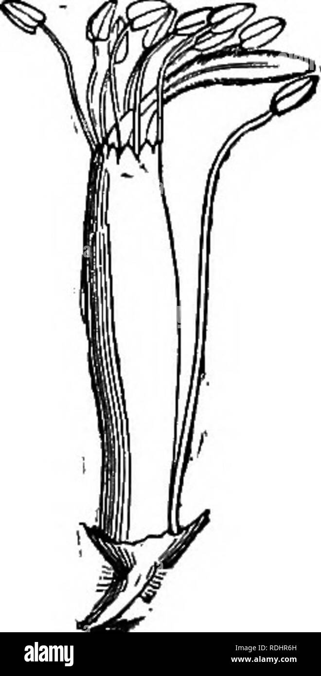 Estivation hi-res stock photography and images - Alamy