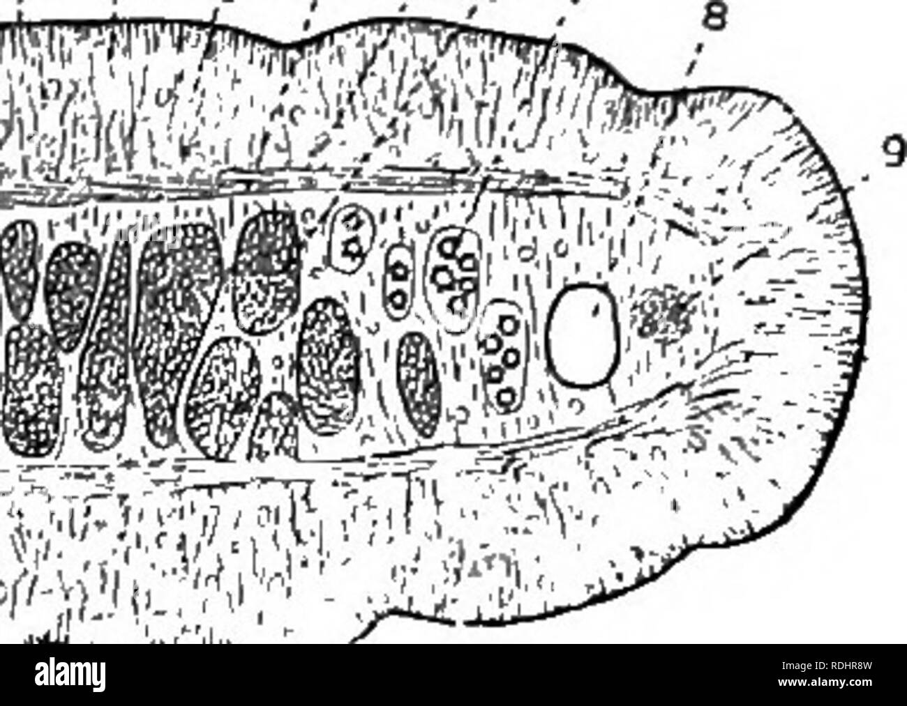 Proglottis High Resolution Stock Photography and Images - Alamy
