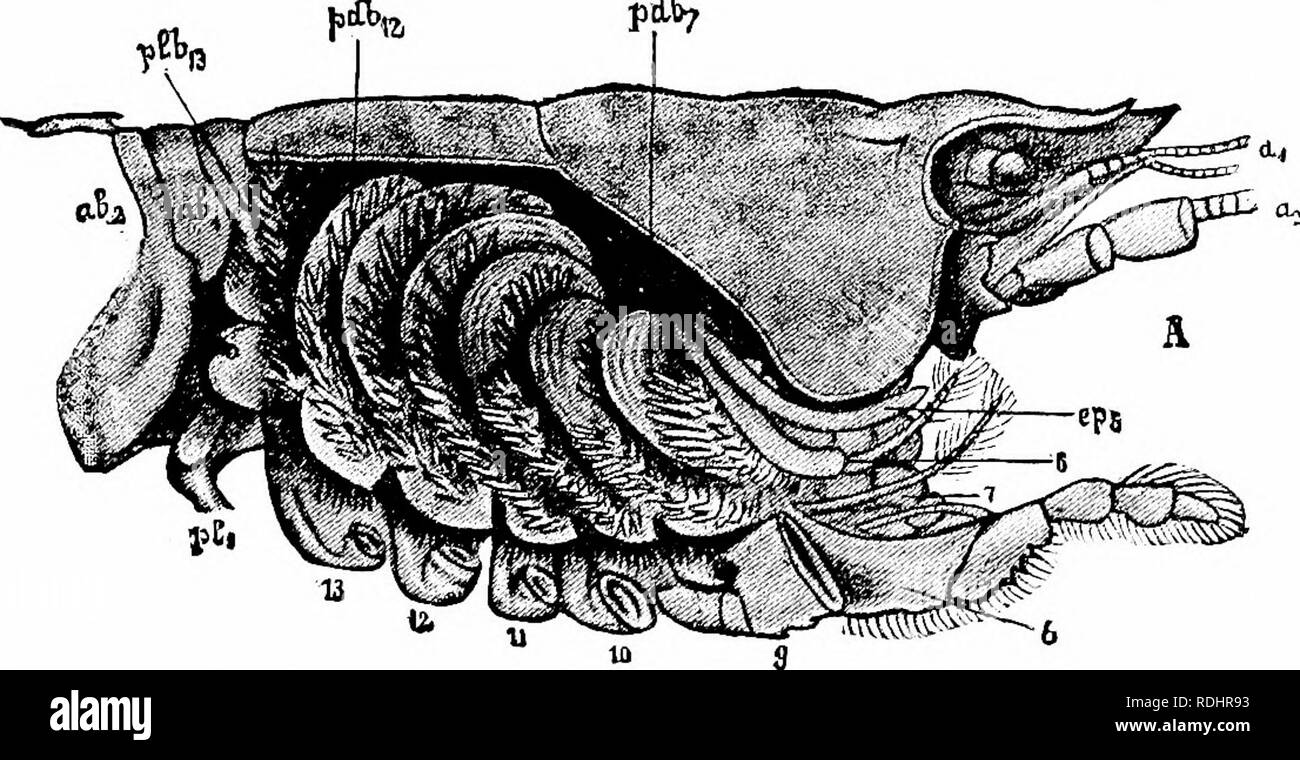 Gill cover Black and White Stock Photos & Images - Alamy