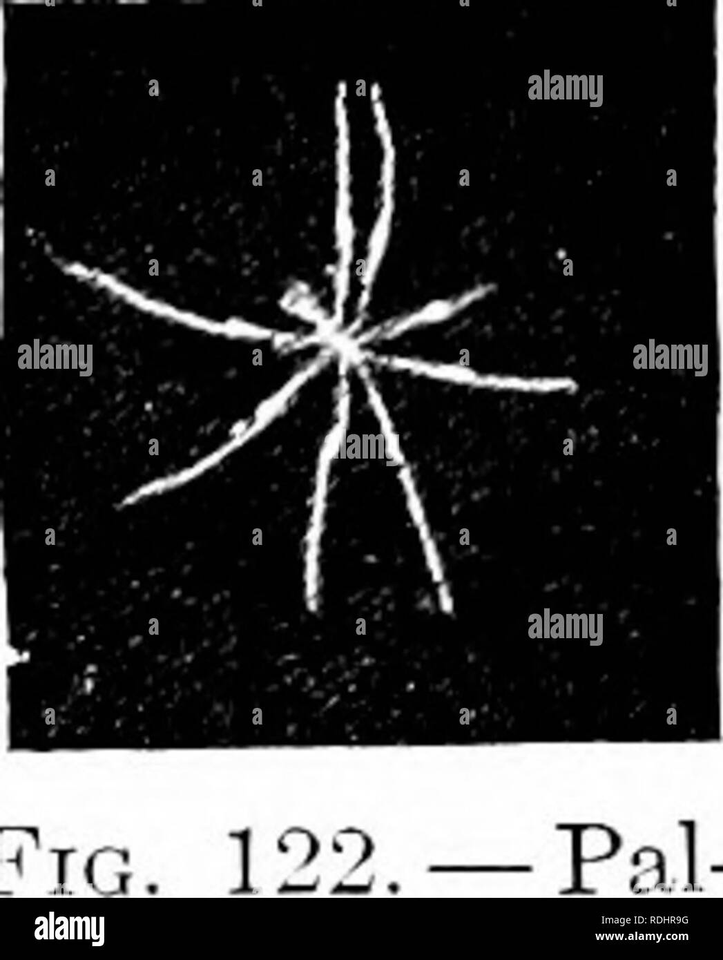 Bottom of spider Black and White Stock Photos & Images - Alamy