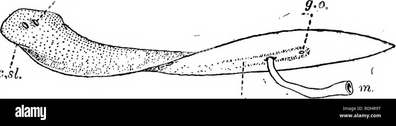 Chain attached to feet Black and White Stock Photos & Images - Alamy