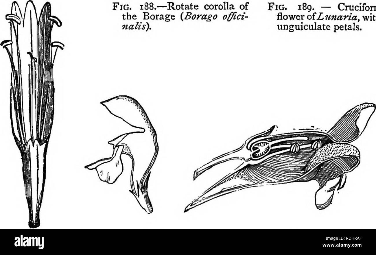 Cruciform flower hi-res stock photography and images - Alamy