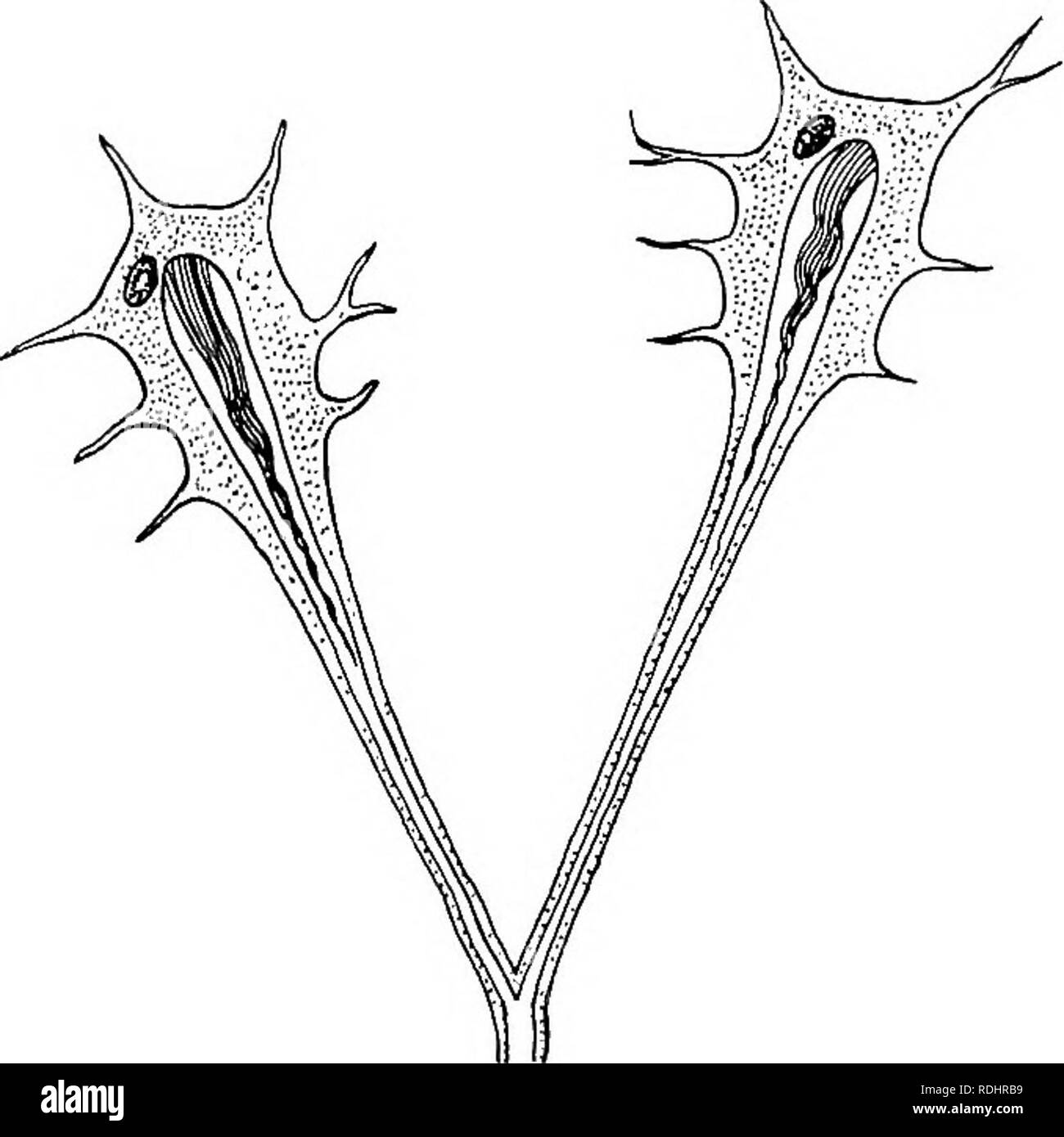 . A manual of elementary zoology . Zoology. PLATYHELMINTHES 203 The ...