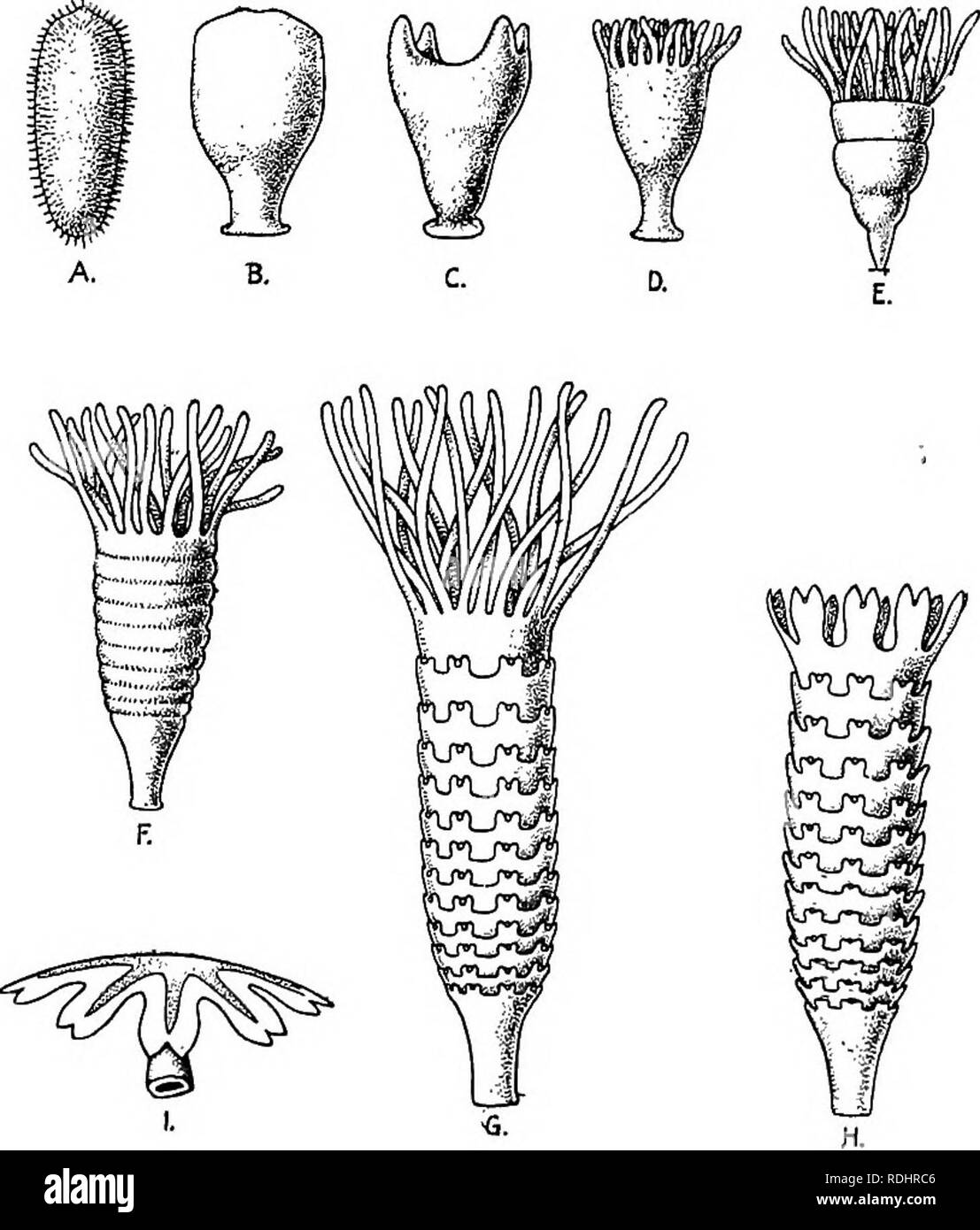 . A manual of elementary zoology . Zoology. Fig. 119.âA diagram of a ...